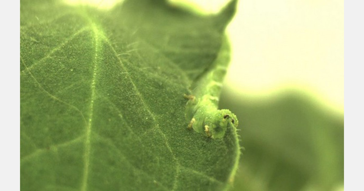 Insect bites and warmer climate means double-trouble for plants