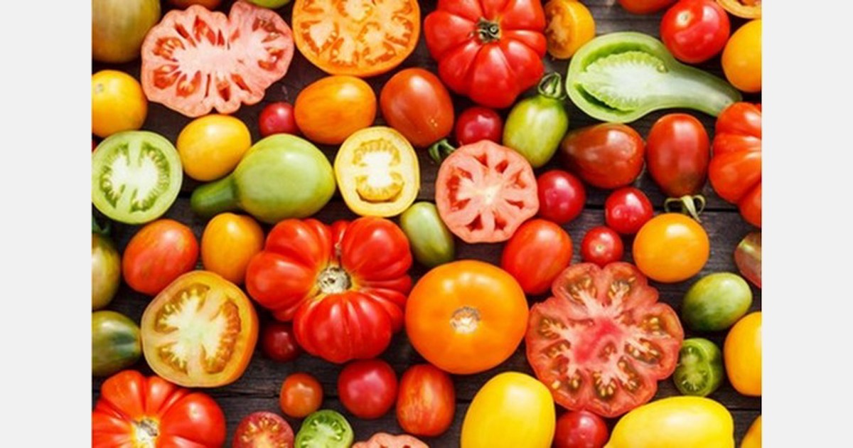 "Modern tomatoes are very different from their wild ancestors"