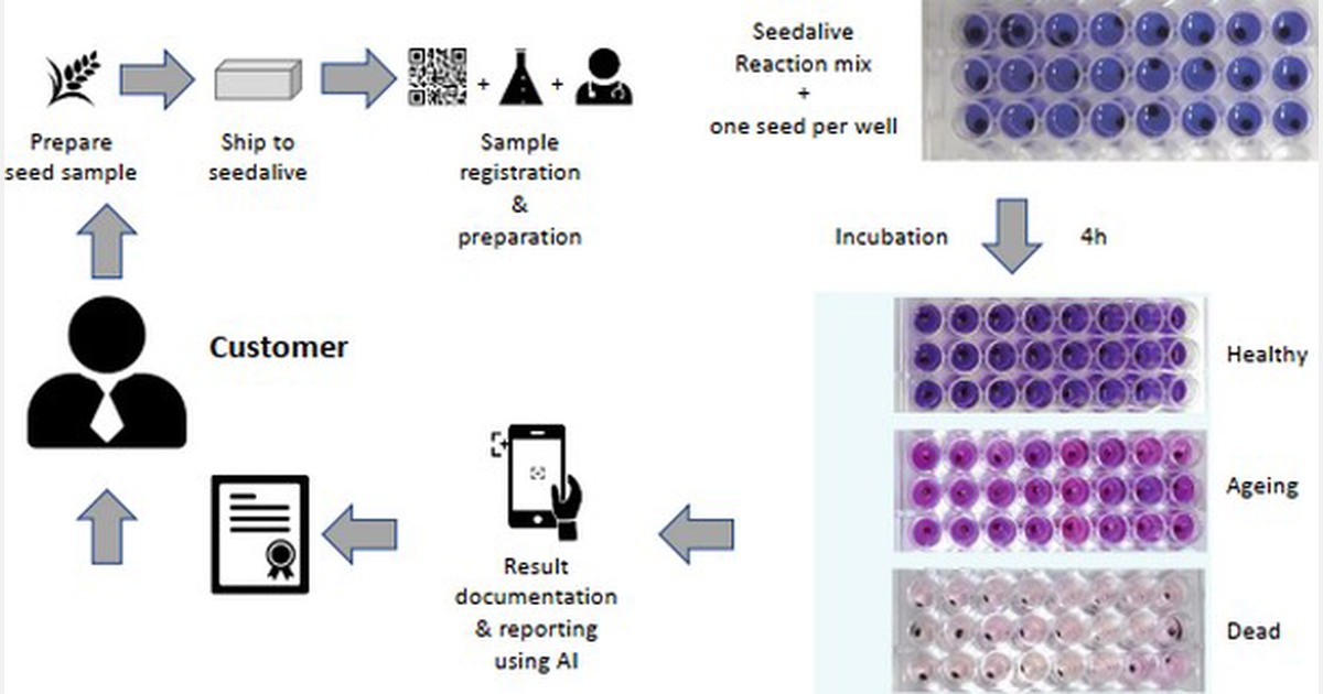 A Non Destructive Method For Determining And Predicting Seed Viability
