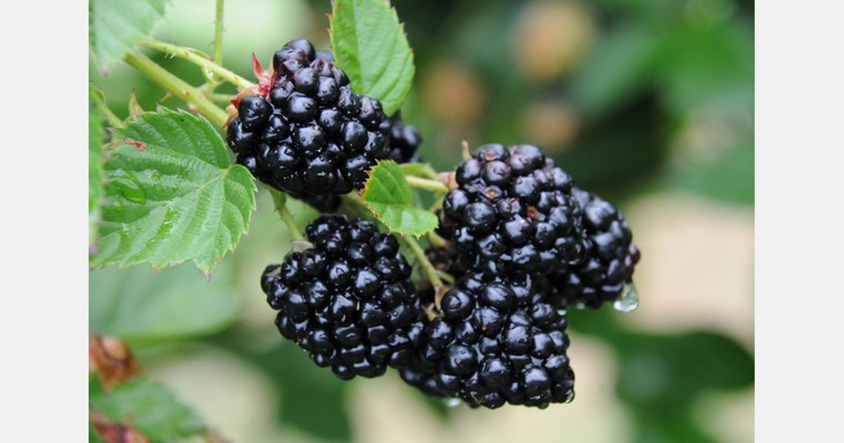 US (VA): Berry-growing conference expands to two-day event at VSU