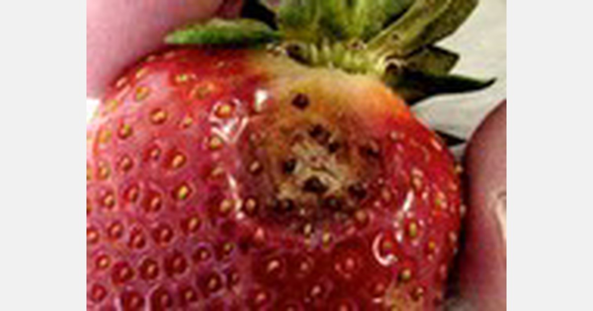 Controlling strawberry fruit rots with an emphasis on mitigating ...