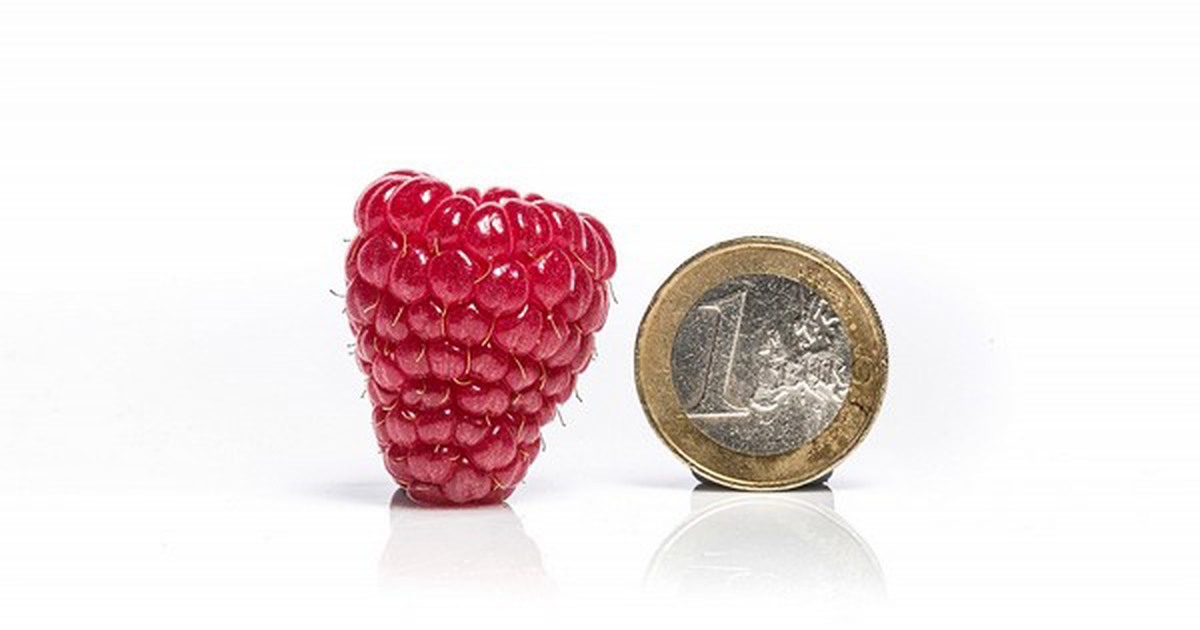 UK: Newly released primocane raspberry RBC16P4 shortly available for ...