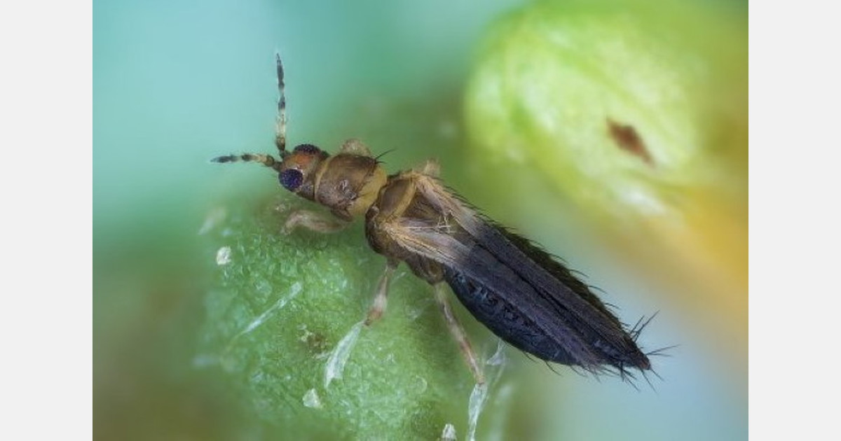 New thrips identification poster available