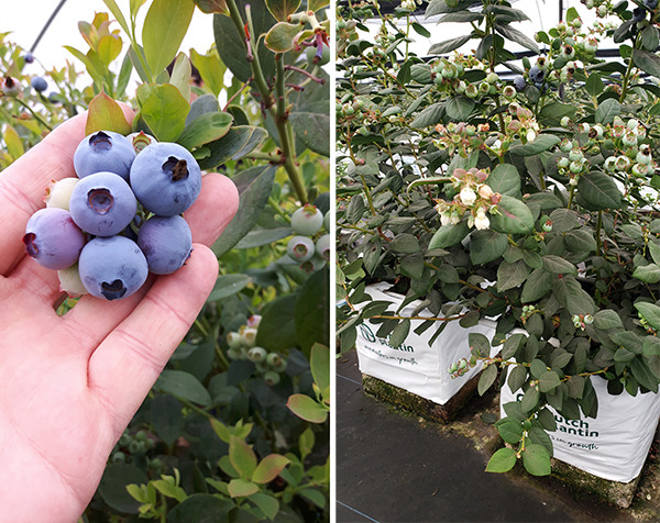 'Blueberry used to be an extensive crop, but is becoming more and more ...