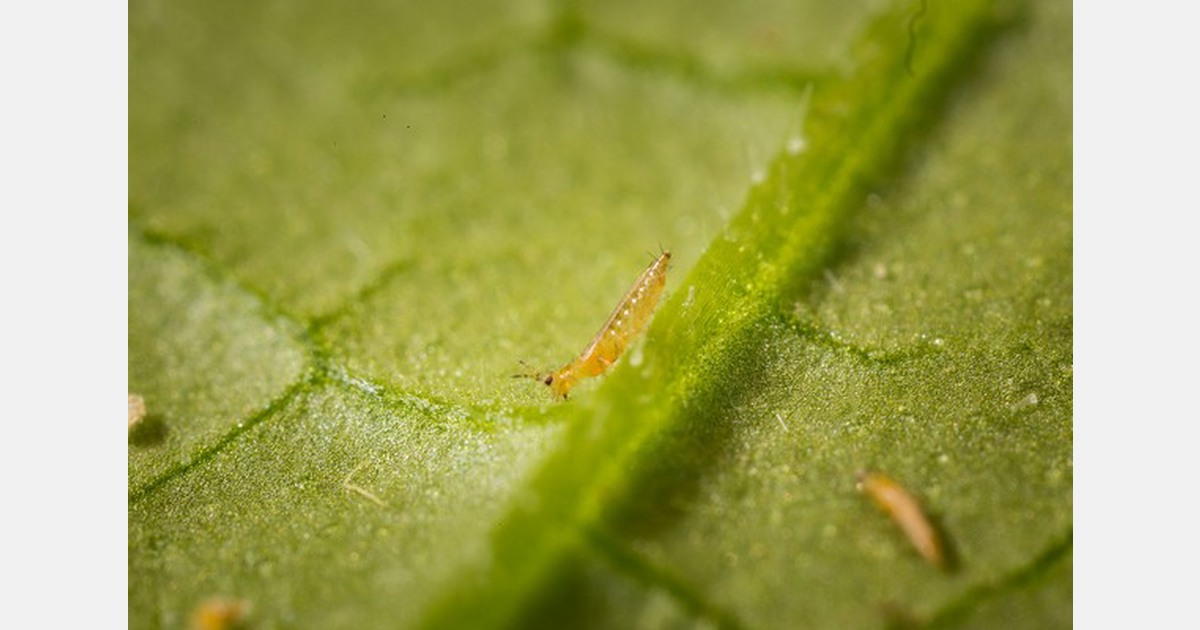 Keeping thrips under control