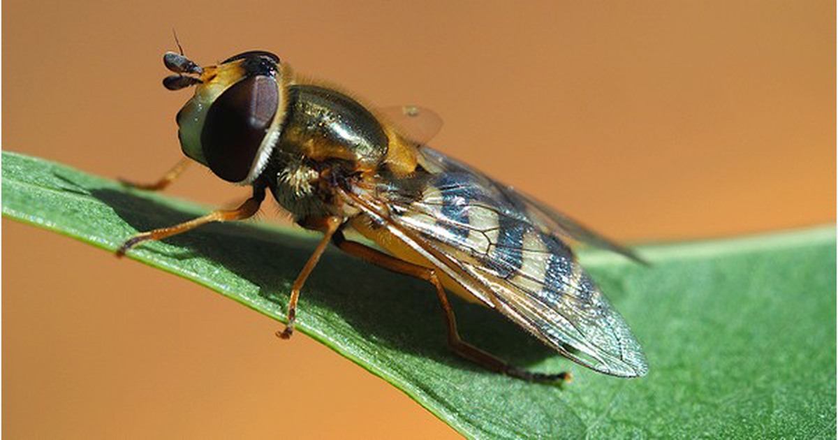 Controlling aphids with Eupeodes-System