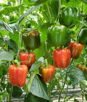 Canada: Growing red pepper portfolio helps red pepper growers