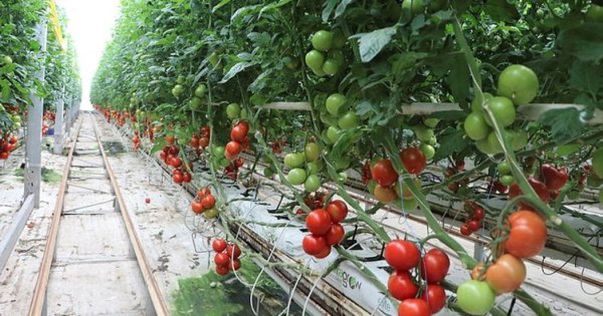 Turkish municipality uses waste management facility to grow tomatoes