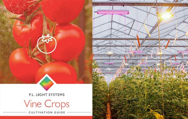 Guide sheds light on growing vine crops and their lighting requirements