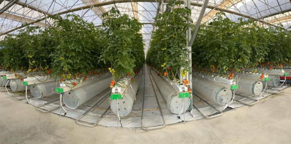 Turkish greenhouse builder successfully launches 7 hectare Polyclima ...