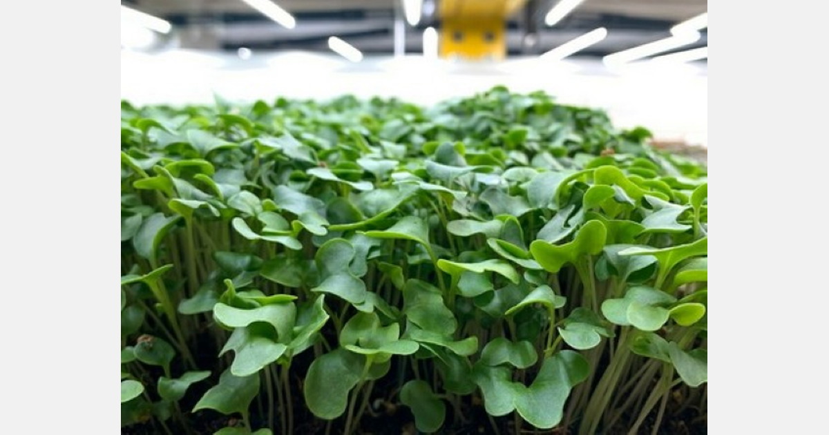 Upward Farms announces rebrand from Seed & Roe and plans to open a new ...