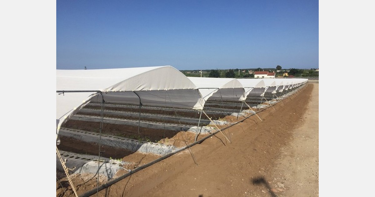 Protecting raspberries and strawberries