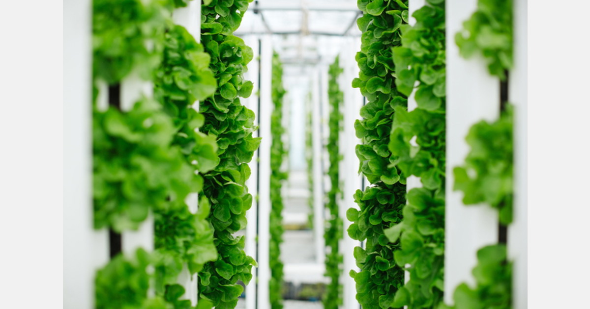 Bayer and Temasek team up to develop vegetable varieties for vertical ...