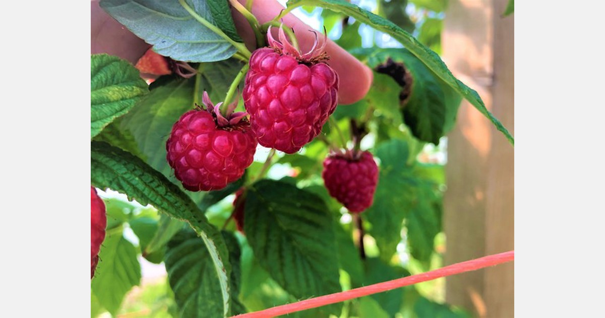 Lewis: early season primocane raspberry