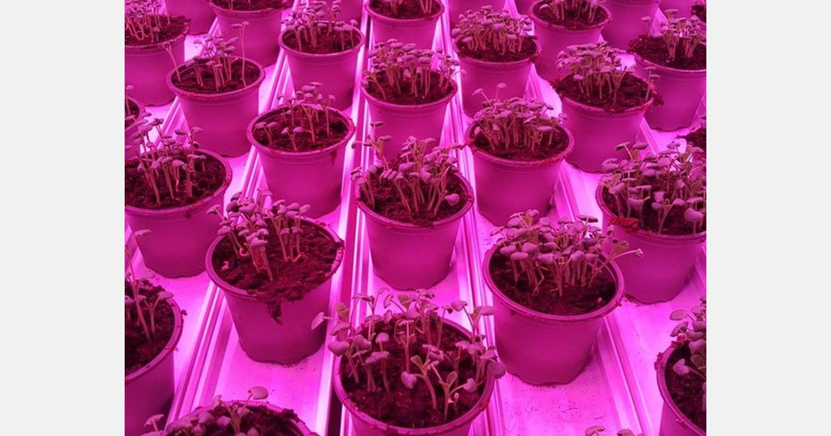A focus on new kinds of vertical farming applications