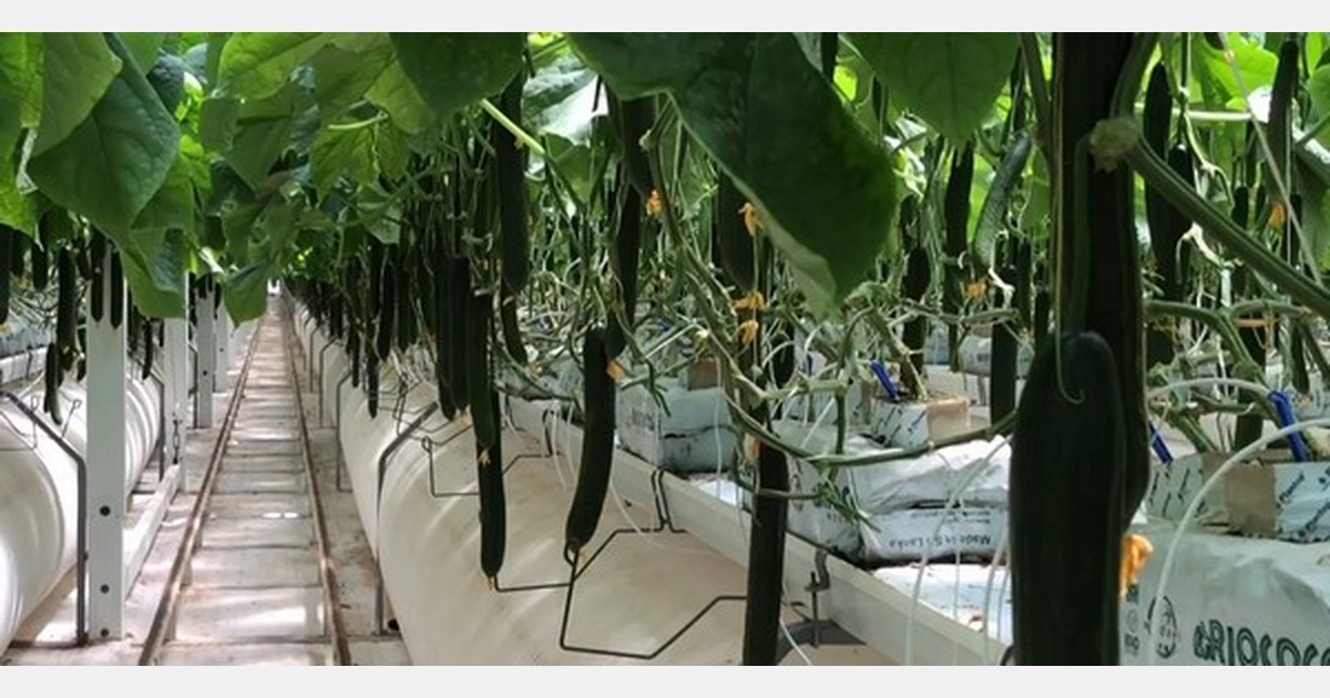 More diversity in fresh cucumbers and a new delivery program for ...