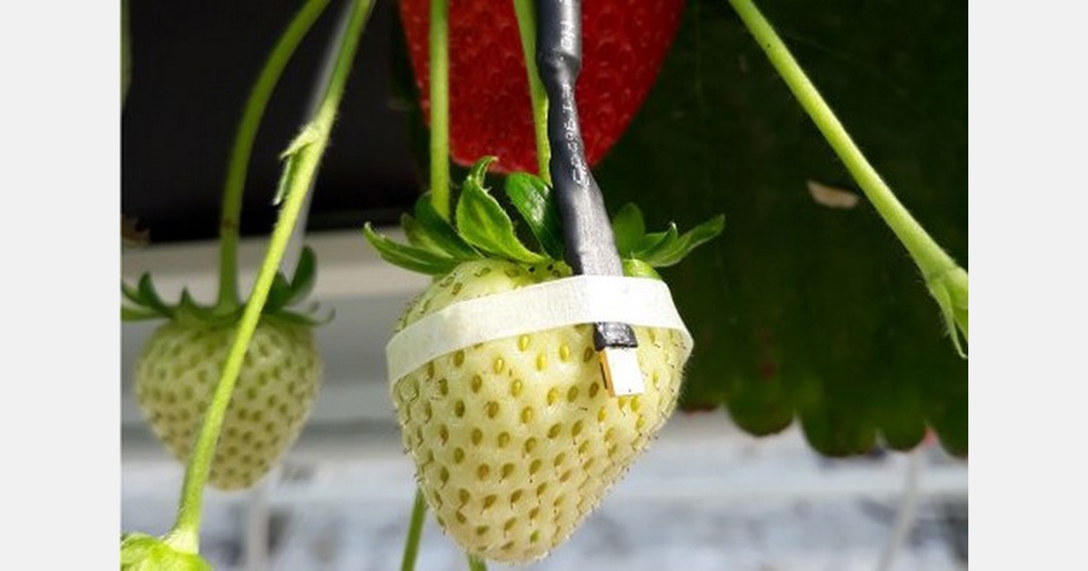 Controlling relative humidity to prevent powdery mildew