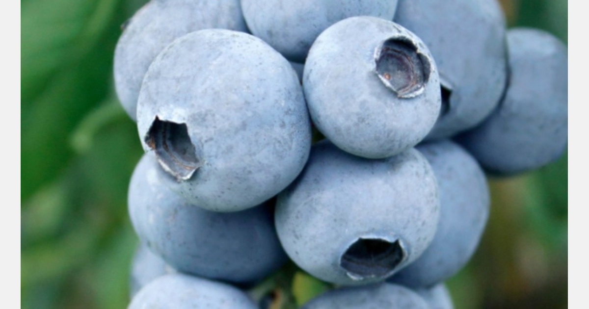 New blueberry variety for high chill regions