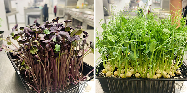 "Post-harvest logistics are a vital part of microgreen growing"