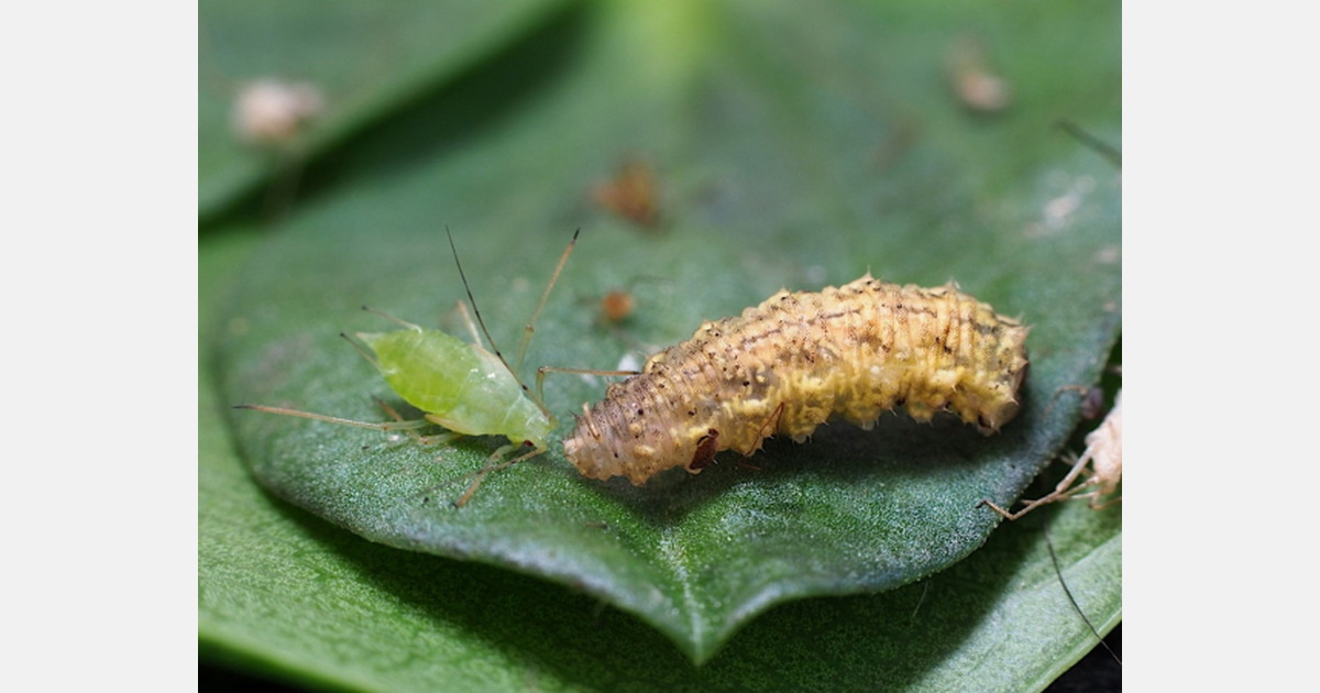 "Eupeodes-System – part of powerful new and improved aphid control ...