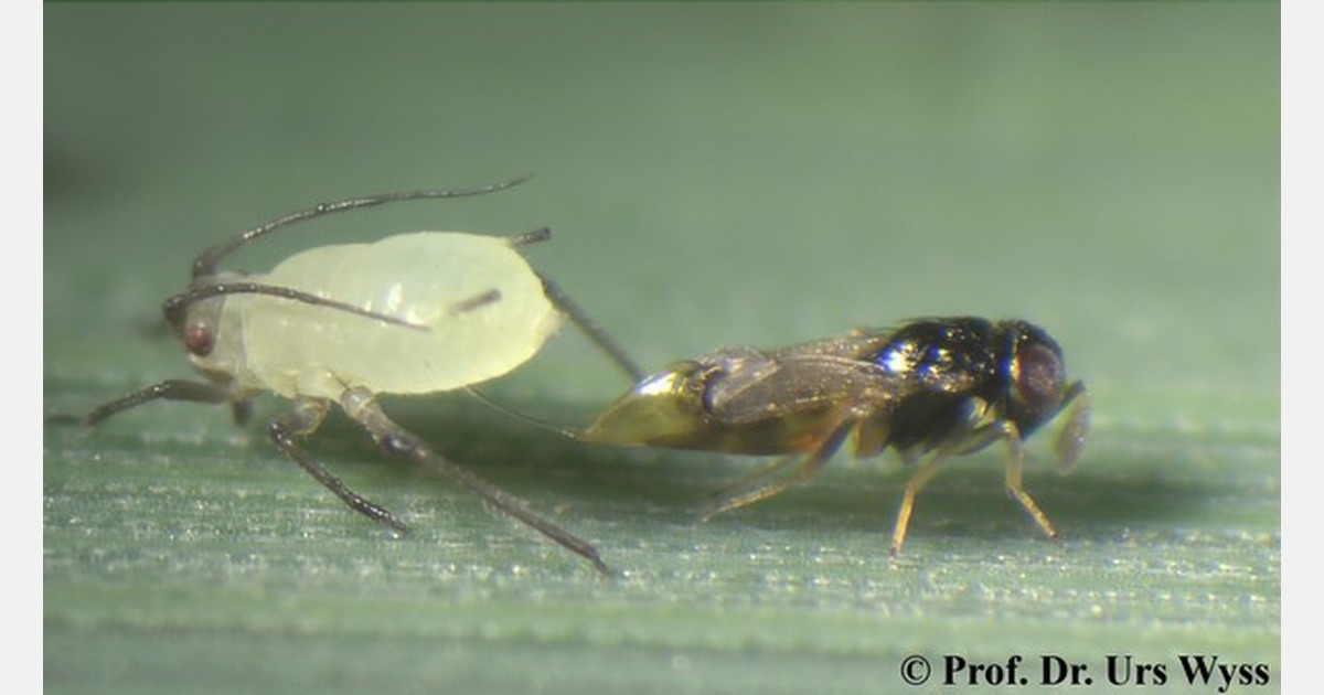 Parasitic wasp, Aphelinus abdominalis, as an effective antagonist of aphids