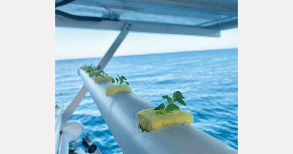 Hydroponics on a yacht