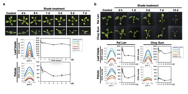 New discovery by SMART allows early detection of shade avoidance ...