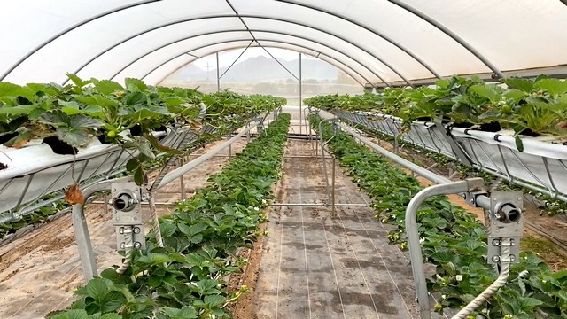 "Double strawberry production without expanding the facilities"
