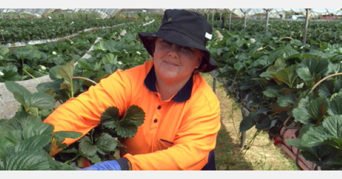 Australia: Costa Berries bus starts in Devonport