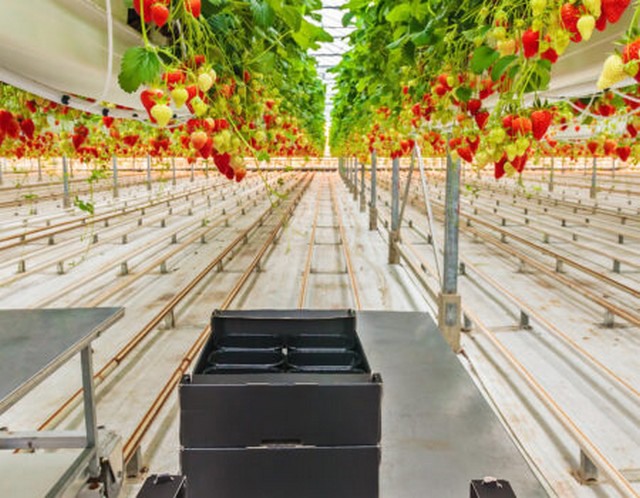 High-tech strawberry facility to be built in Panama