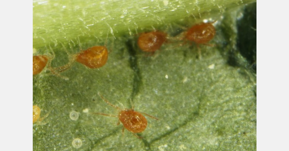 New rearing method allows for better production predatory mite