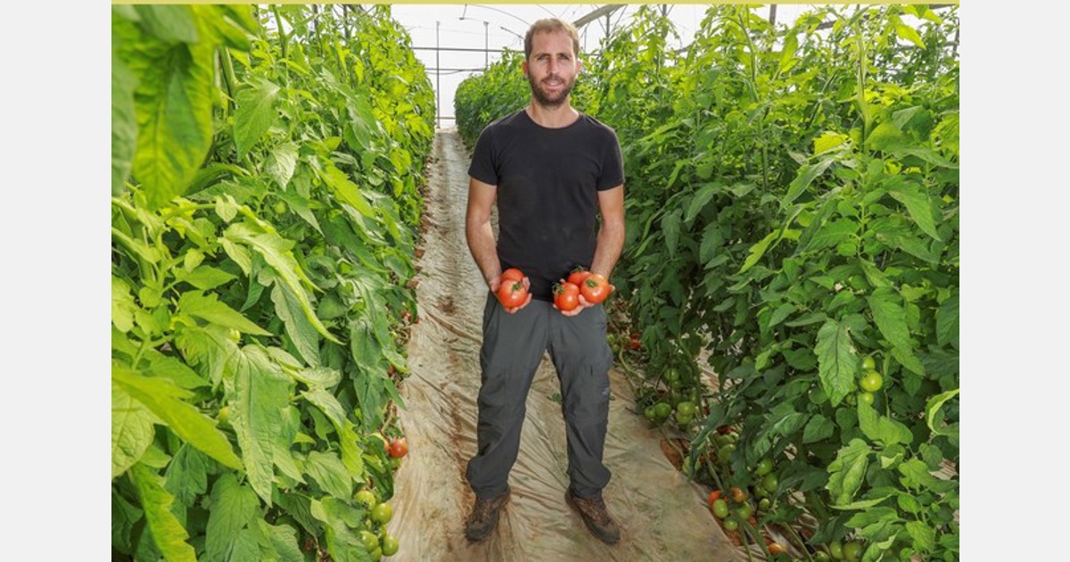 ToBRFV resistant varieties brought hope in 2021