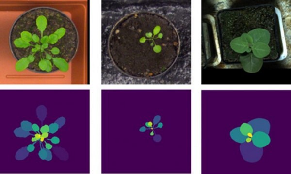 Israeli researchers develop AI method for prediction of crop stress