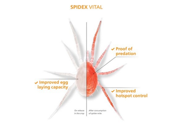 "Advanced biocontrol of spider mite"