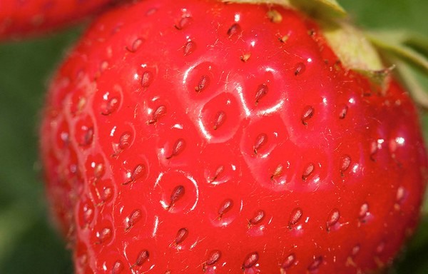 Creating strong strawberries for higher production