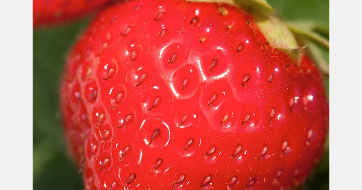 Creating strong strawberries for higher production
