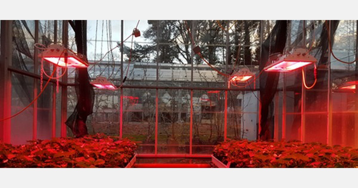 Shedding more light on the benefits of LEDs in strawberry production