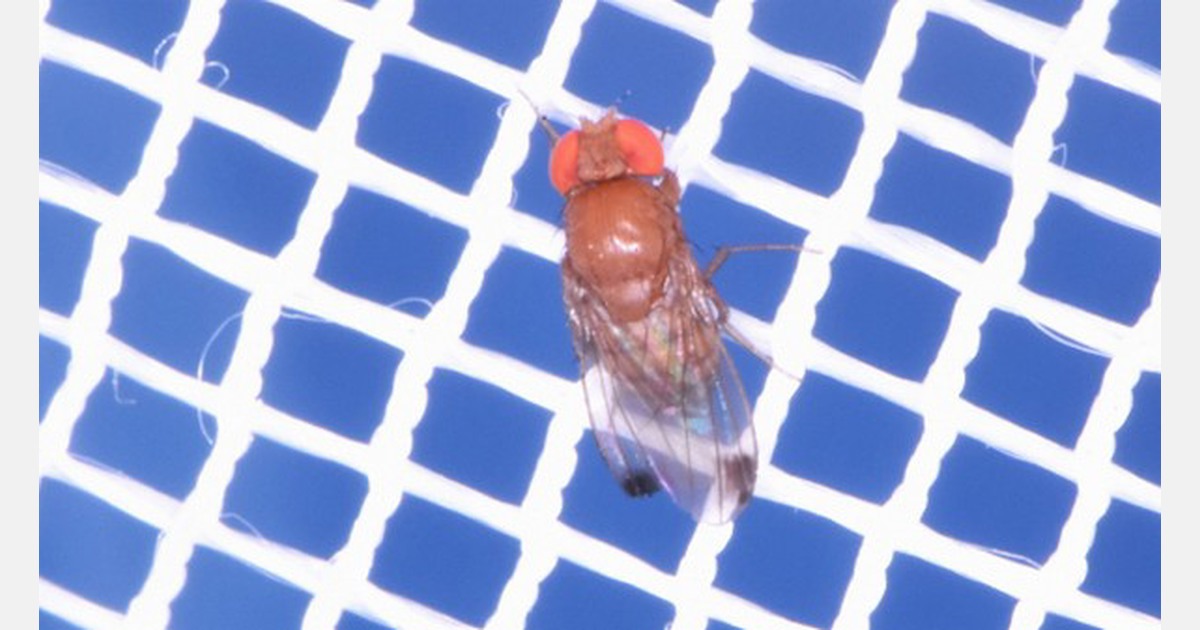 Sterile insect technique to control emerging global invasion of a ...