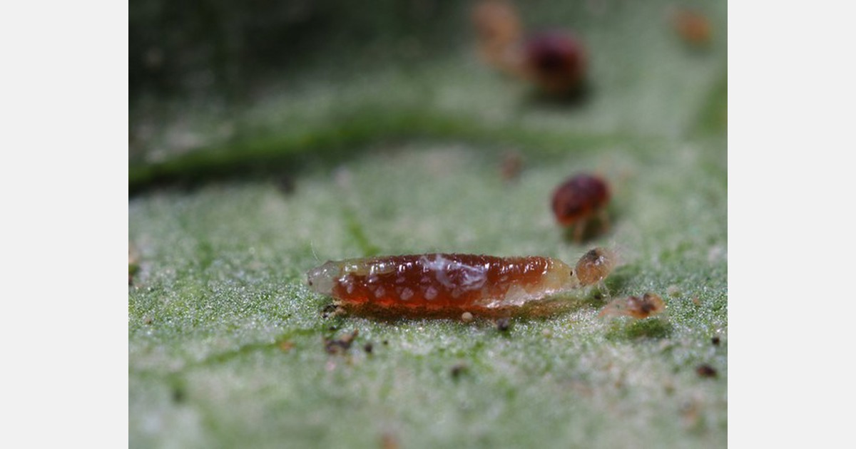 Keeping spider mites at bay in aubergines