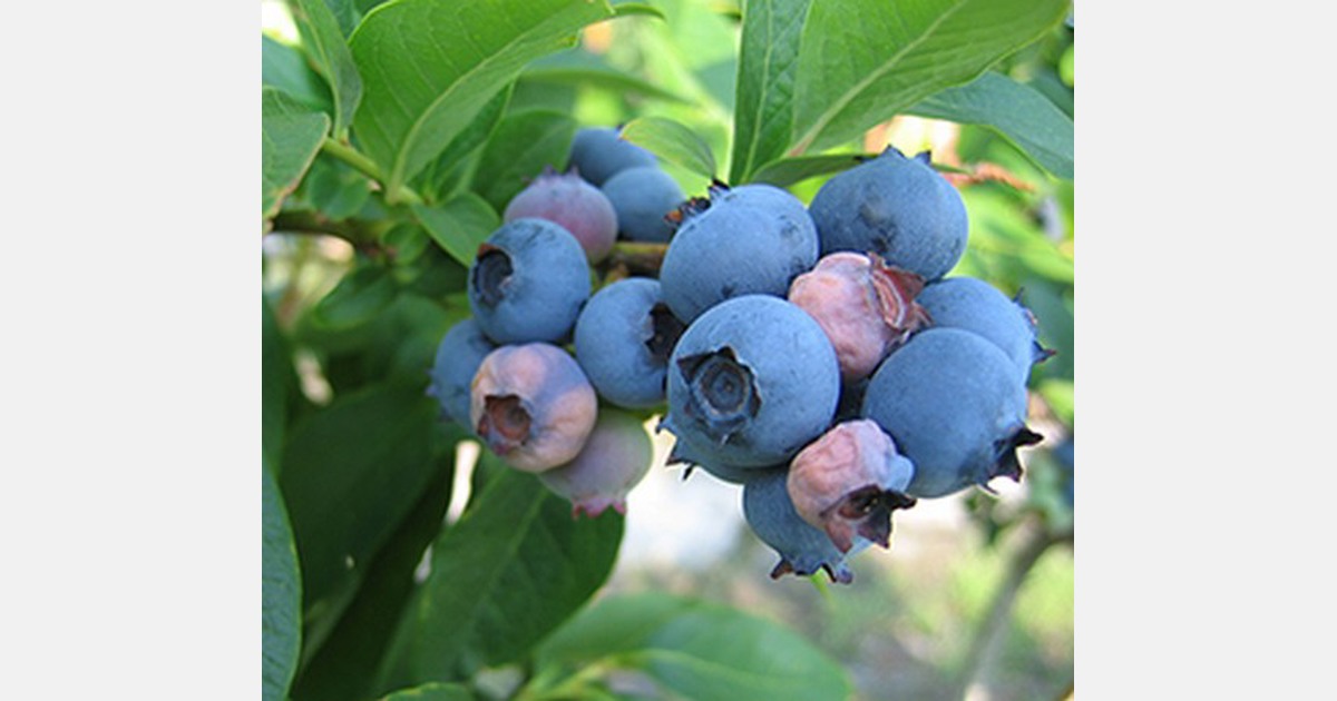 Mummy berry: genomics reveals how a blueberry pathogen deceives pollinators