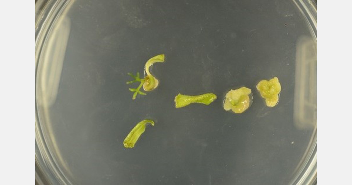 Obtaining cuttings with new techniques brings opportunities for ash trees