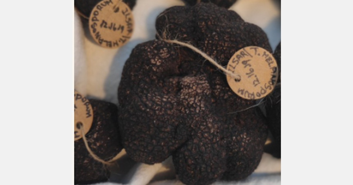 Israeli startup looks to market truffles