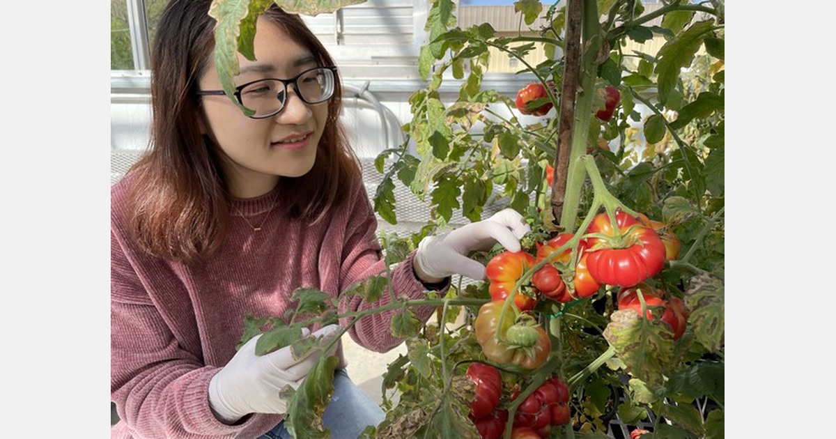 Why have modern tomatoes lost their flavor?