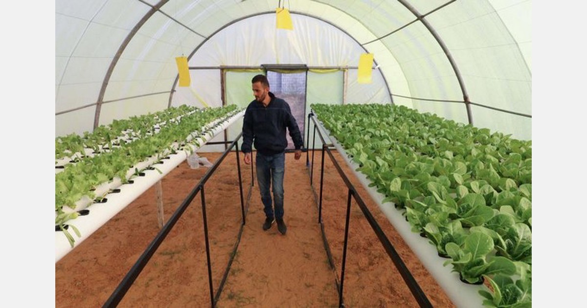 Entrepreneurs see hydroponics as farming solution in Libya