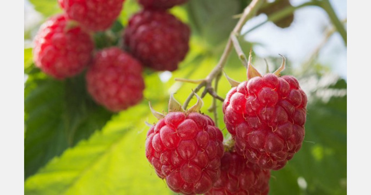 Producing long cane raspberries in substrate