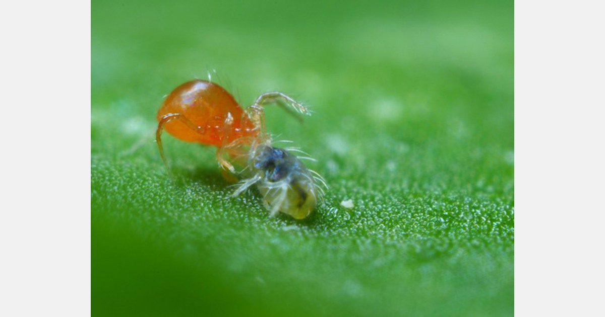 "Spider mites in tomatoes no match for Phytoseiulus-System"