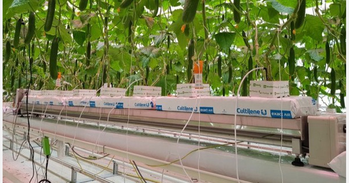 Cucumber growers share their vision on autonomous greenhouse cultivation