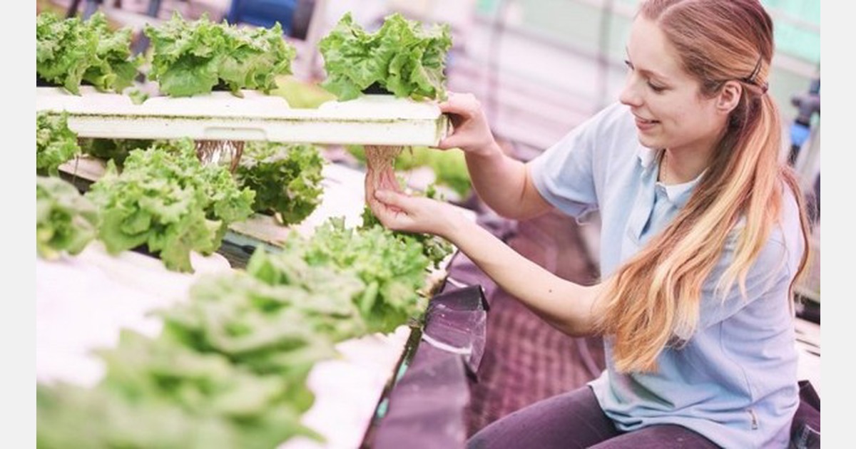 First phase of 3rd International Autonomous Greenhouse Challenge open ...