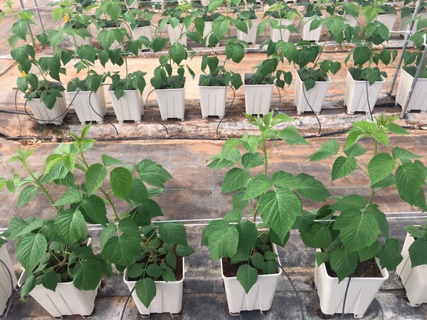 All-in-one solution package for raspberry growing