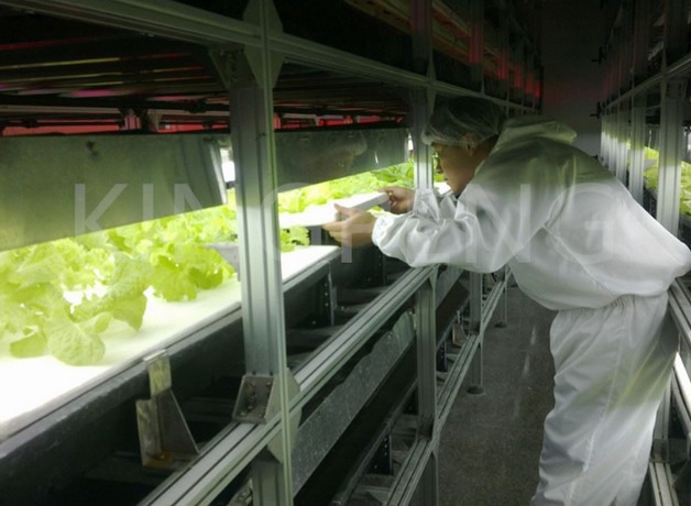 Learning by doing: Chinese plant factory model for new industry standards